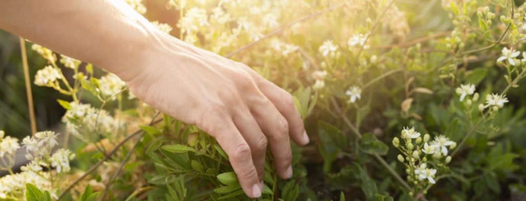 Notre savoir faire - Botanicall